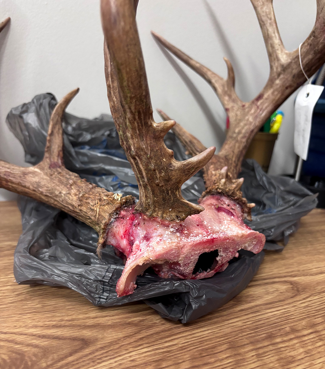 College Kid Plays Hooky and Arrows a Huge Missouri Buck with 3 Main ...