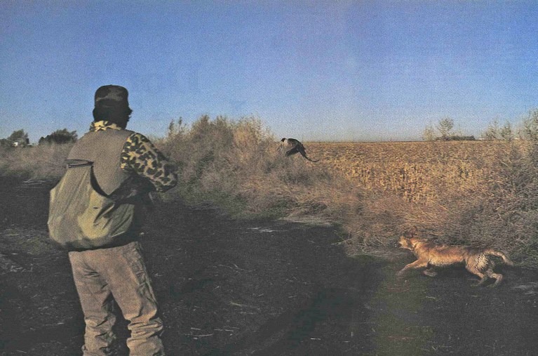 Old-School Tips on How to Hunt Pheasants Alone | Outdoor Life
