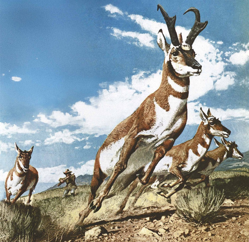 A Sneeze Turned into the Best Pronghorn Tactic I Ever Tried | Outdoor Life
