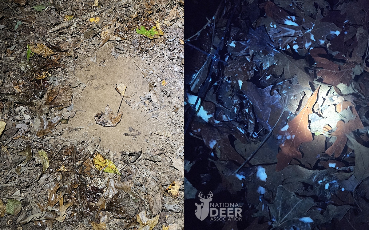 Rubs and Scrapes Glow Like ‘Highway Reflectors’ to Deer, New Study ...