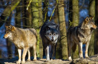 Wisconsin Wolves Have Already Attacked More Hunting Dogs Than Last Year ...