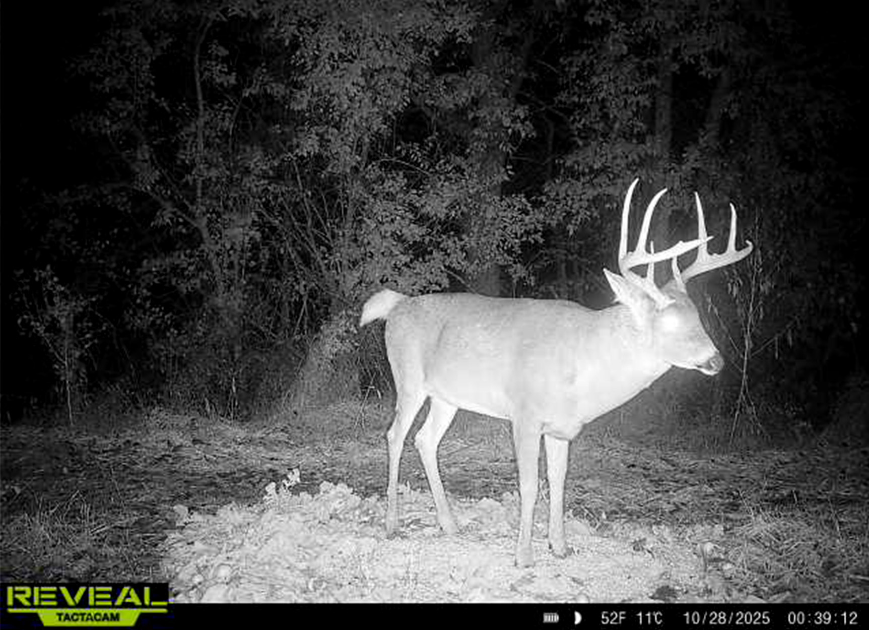 Bowhunter Tags His Target Buck After Watching It for 6 Years on Trail ...