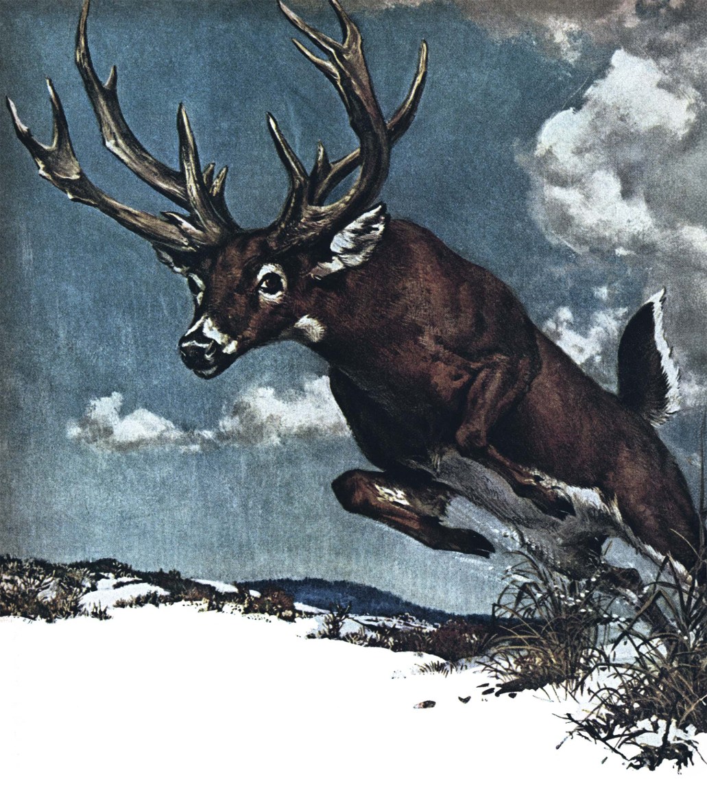 I Tracked This Double-Beamed Buck for 8 Miles Across Ohio | Outdoor Life