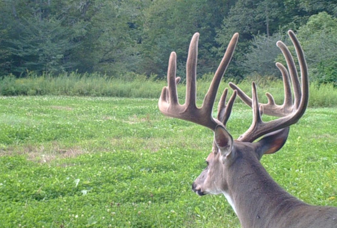 This 16-Point Velvet Buck Is a New Maryland State Record | Outdoor Life