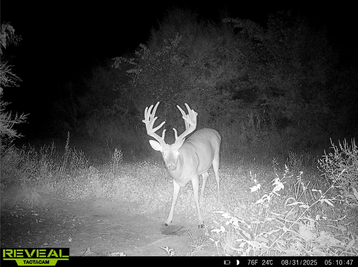 Missouri Bowhunter Tags 180-Class Buck That He Nicknamed 'Texas Red ...