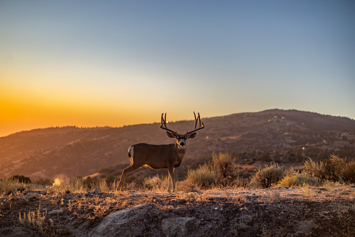 I Passed on the Biggest Mule Deer of My Life | Outdoor Life