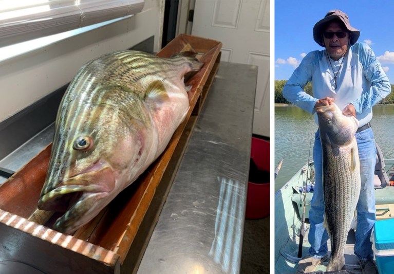 Perch Fisherman Catches a State-Record Striped Bass on Light Line ...