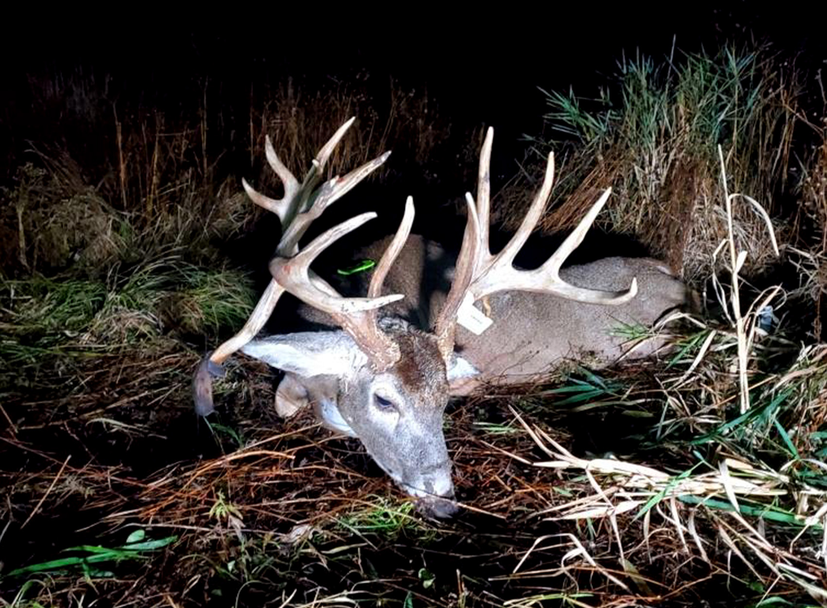 Public-Land Hunter Says This Huge Iowa Buck Is 'the Pinnacle of His ...