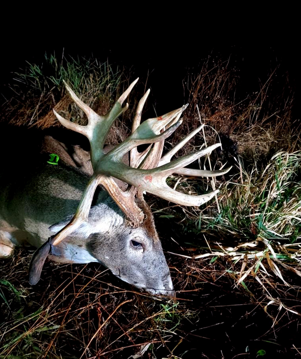 Public-Land Hunter Says This Huge Iowa Buck Is 'the Pinnacle of His ...