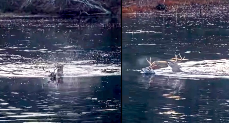 Watch: The Craziest Rut Footage You'll See All Year | Outdoor Life