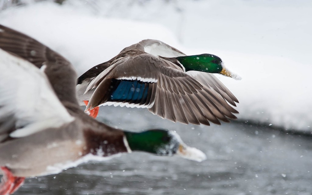 Game-Farm Mallard Genetics Are a Bigger Problem Than Waterfowlers Think ...