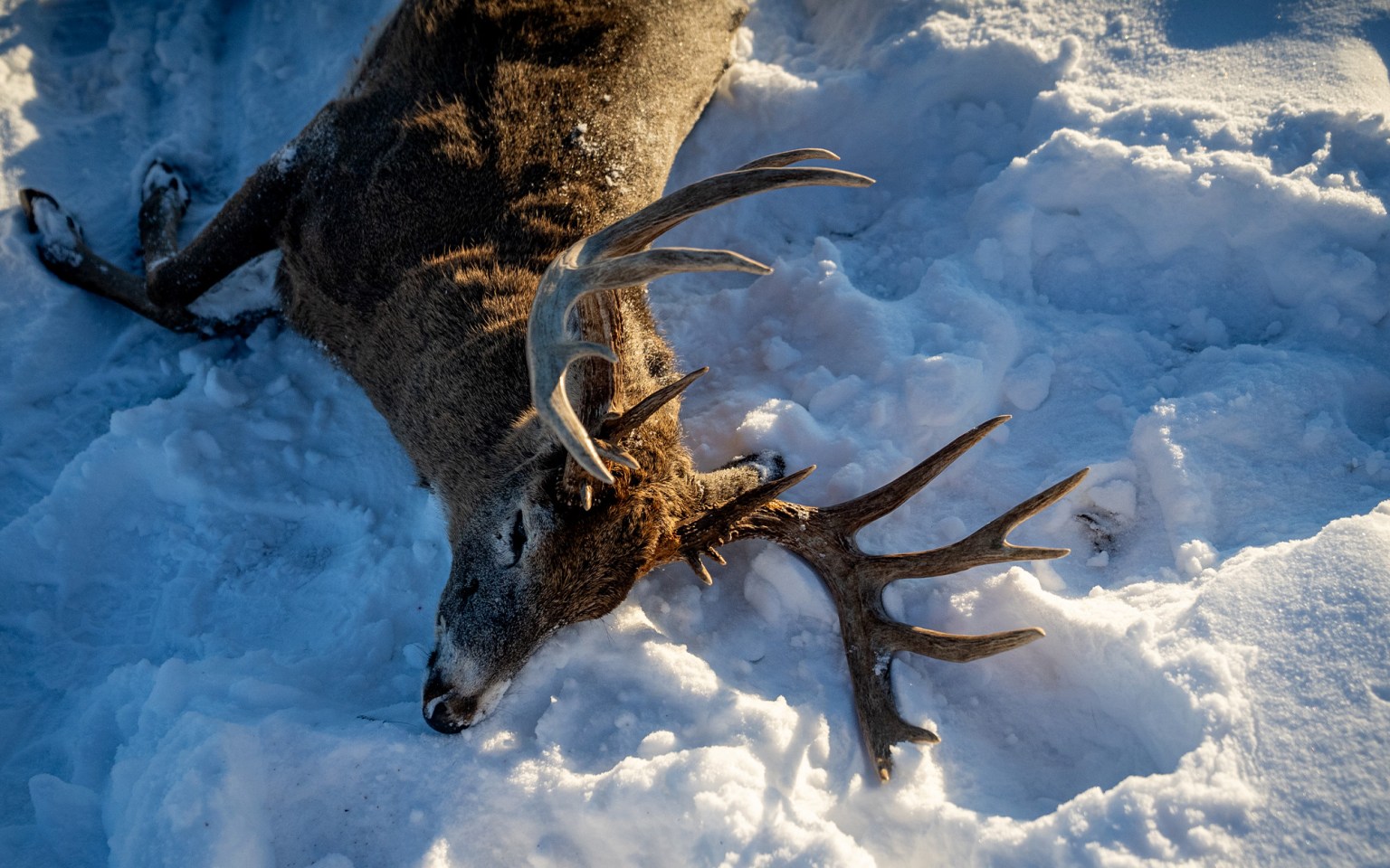 Wisconsin Hunter Tags One of the Biggest Typical Bucks in State History ...