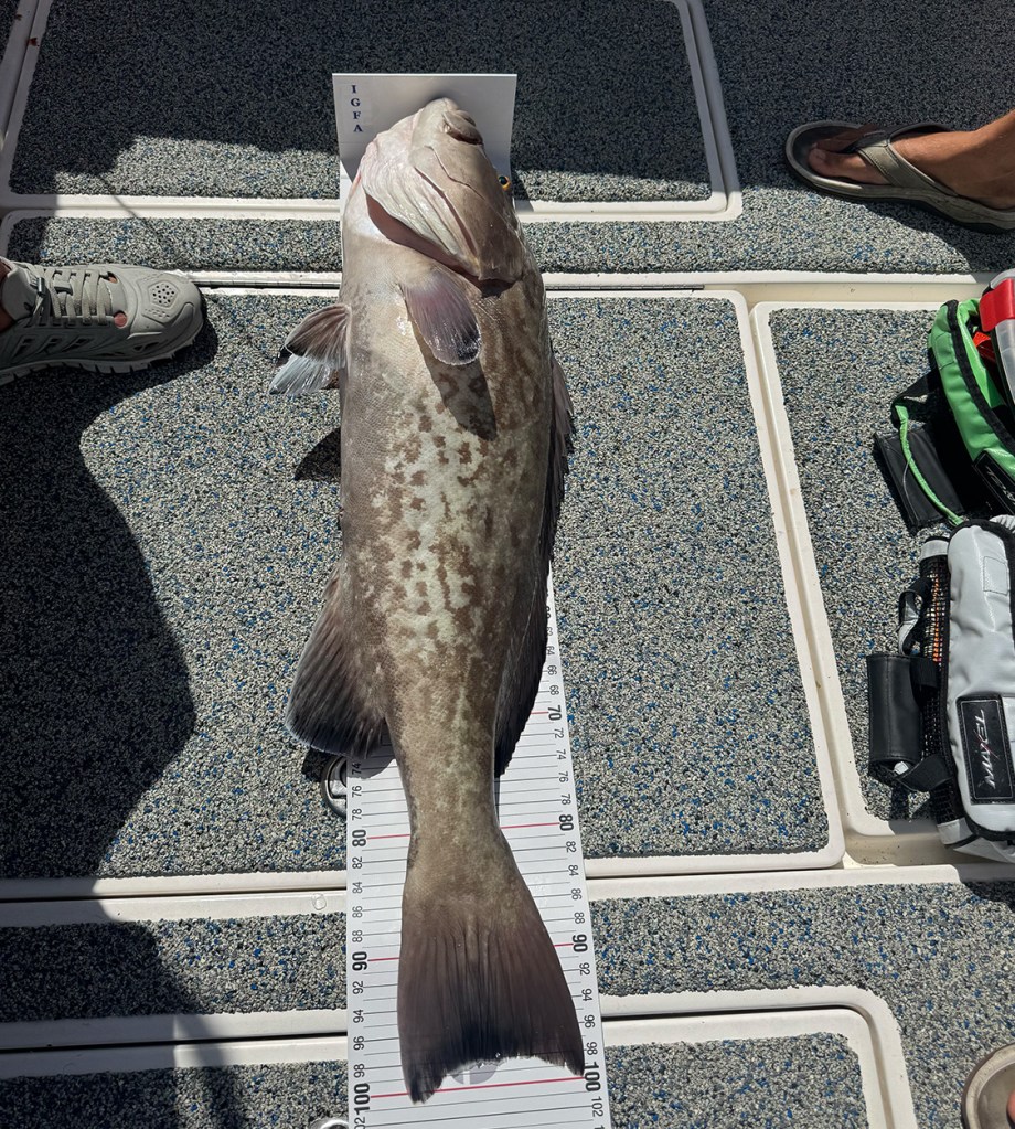 Florida Angler Catches World-Record Grouper Right After Breaking a Hook On a Snapper | Outdoor Life
