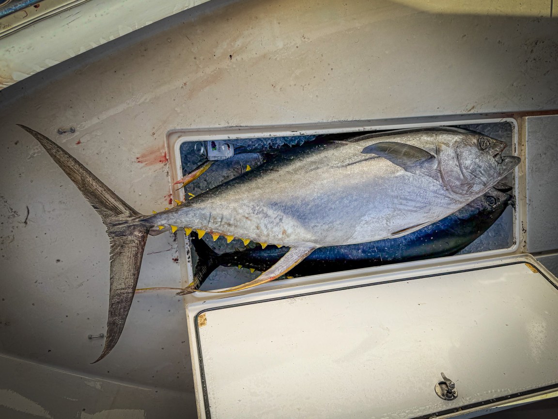 'Those Guys Know How to Fight Fish.' Florida Man Lands Louisiana's ...