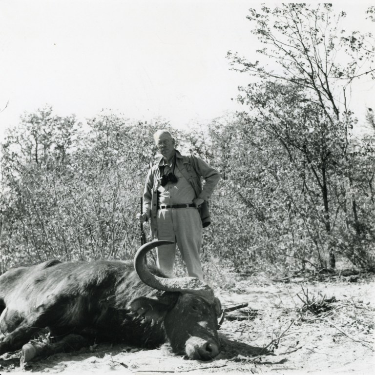 O'Connor in Botswana: Charged by a Cape Buffalo That Refused to Die