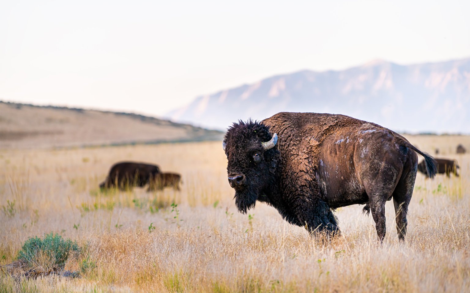 Colorado Just Opened the Door to Its First Wild Bison Hunt in More Than ...