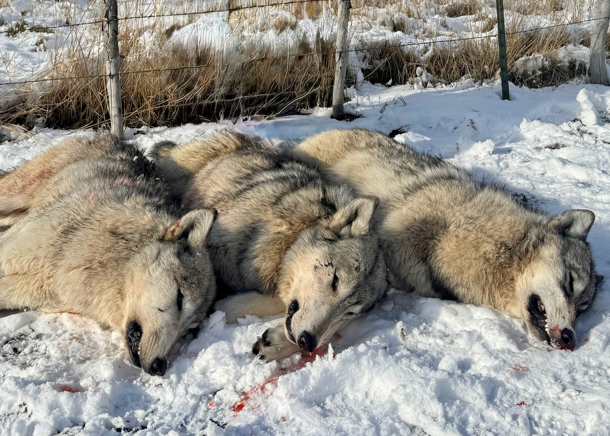 Utah Confirms It Killed 3 Gray Wolves for the First Time in 16 Years ...