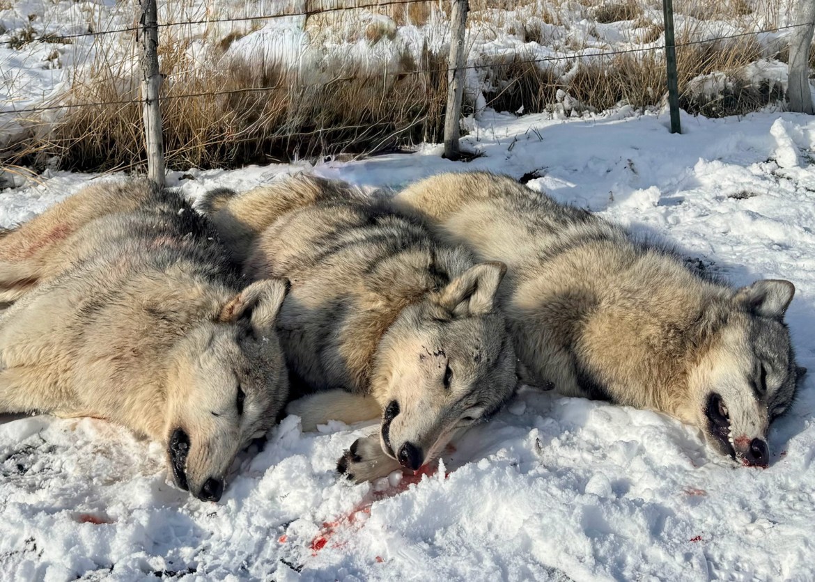 Utah Confirms It Killed 3 Gray Wolves for the First Time in 16 Years ...
