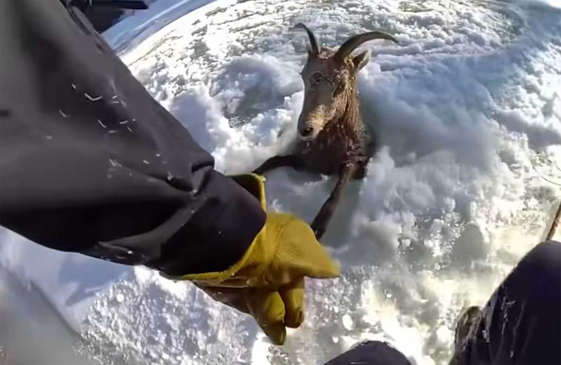 Video: Wildlife Agents Rescue Bighorn Sheep That’s Stuck in Frozen ...