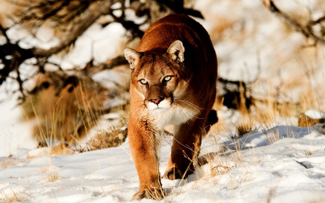 Officials Confirm a Mountain Lion Killed the Colorado Hiker Found Dead ...