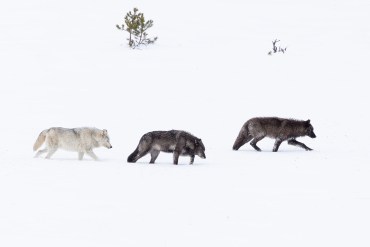 Podcast: USFWS Director Brian Nesvik on the Future of Refuges and ...