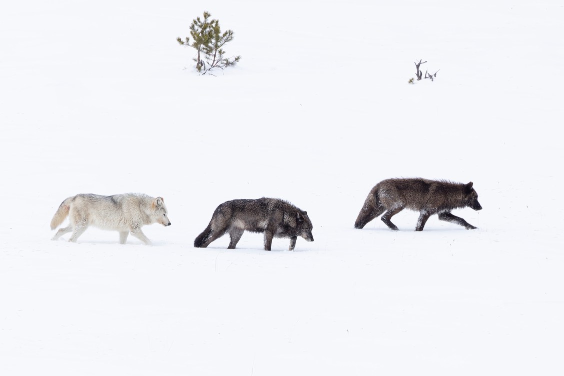 Podcast: USFWS Director Brian Nesvik on the Future of Refuges and ...