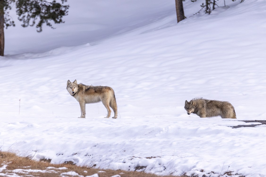Utah Confirms It Killed 3 Gray Wolves for the First Time in 16 Years ...