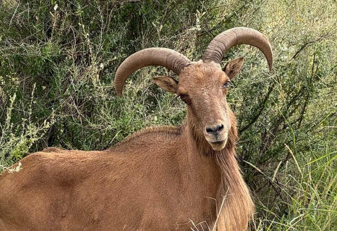 Aoudad in Texas Are Getting Pink Eye. The State's Desert Bighorns Are ...