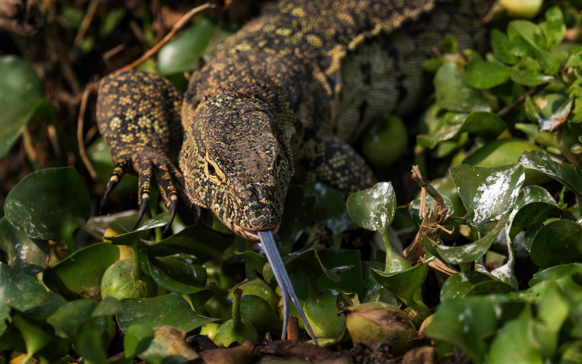 South Florida's Newest Invasive Threat Is a 6-Foot-Long Lizard from ...