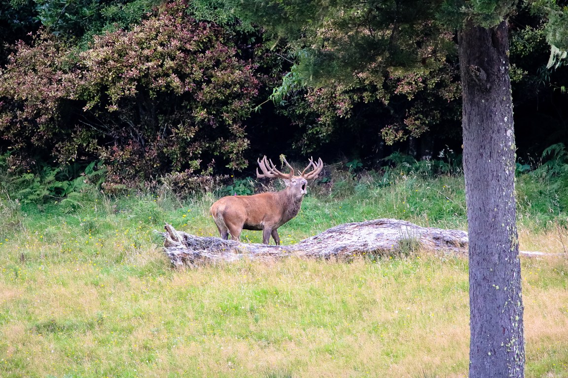 The Red Stag Roar in New Zealand Is the Craziest Rut Hunt on the Planet