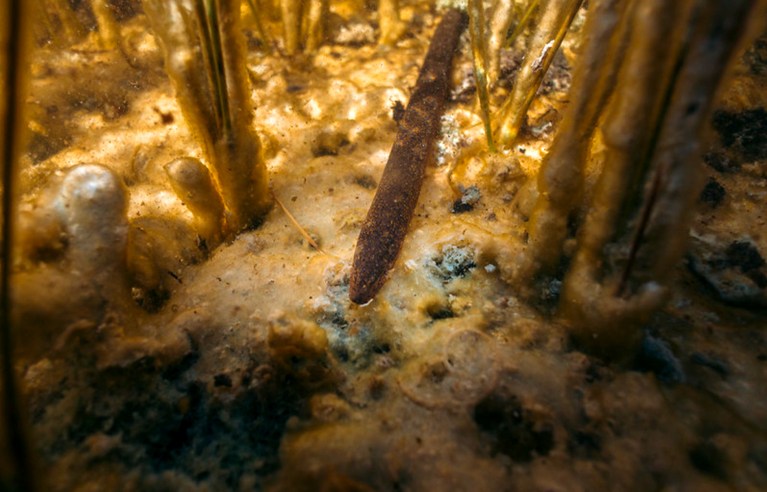 This Air-Breathing Swamp Eel Is Quietly Taking Over the Florida ...