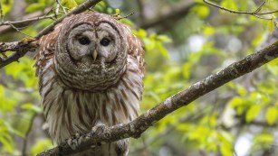 How to Hoot Like an Owl Using Your Natural Voice | Outdoor Life