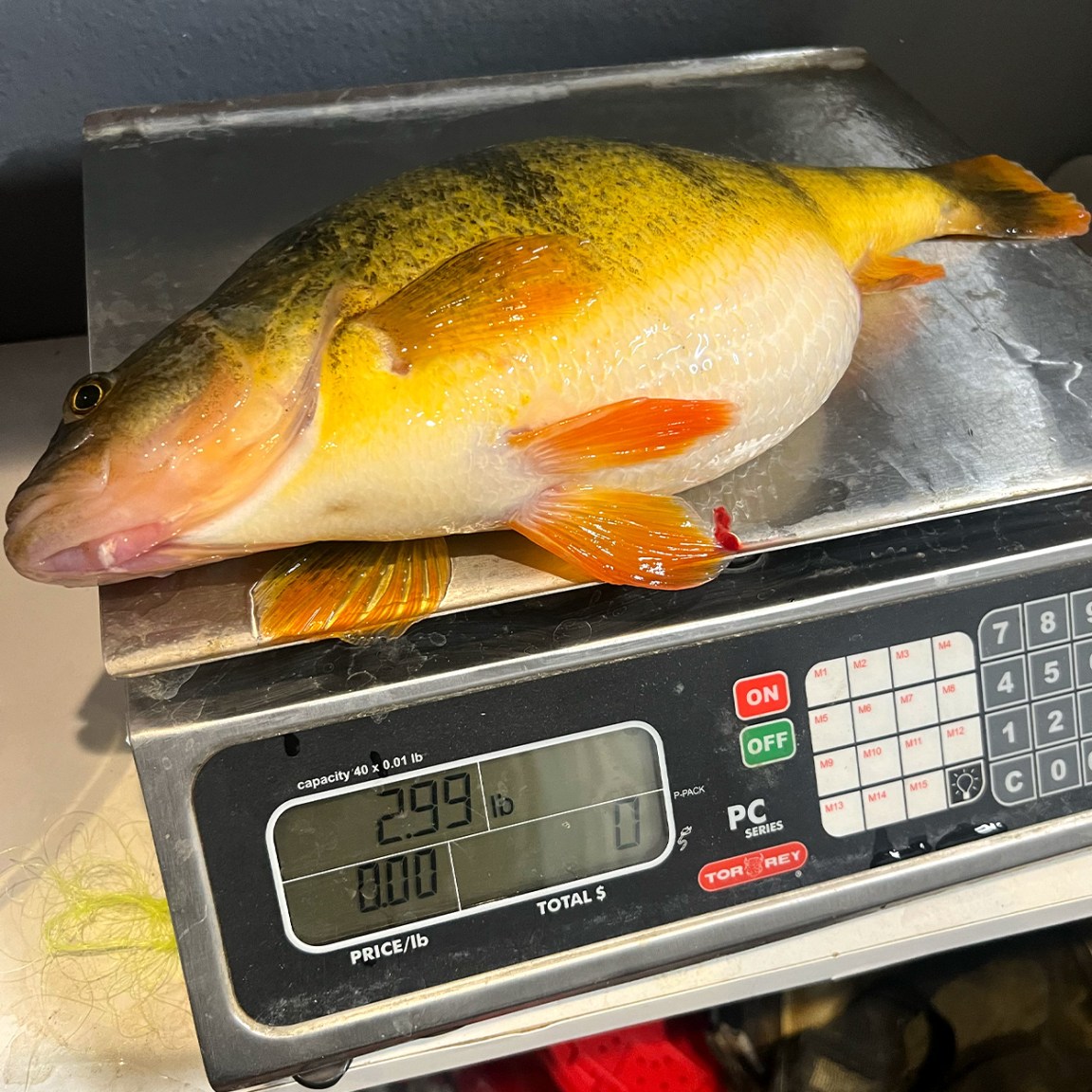 'Our Jaws Just Dropped.' Jumbo Perch Caught Through the Ice Should ...
