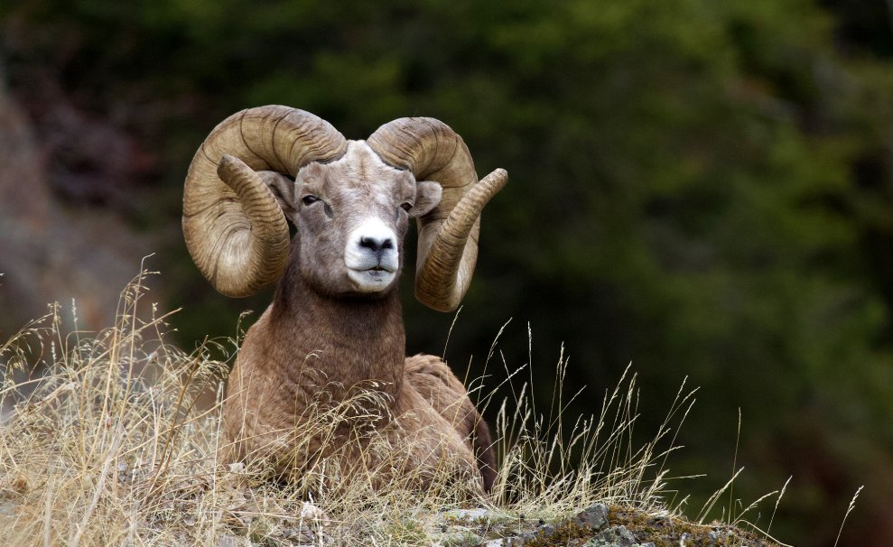 Oregon Has Found a New (and Clever) Way to Fund Wildlife Conservation ...