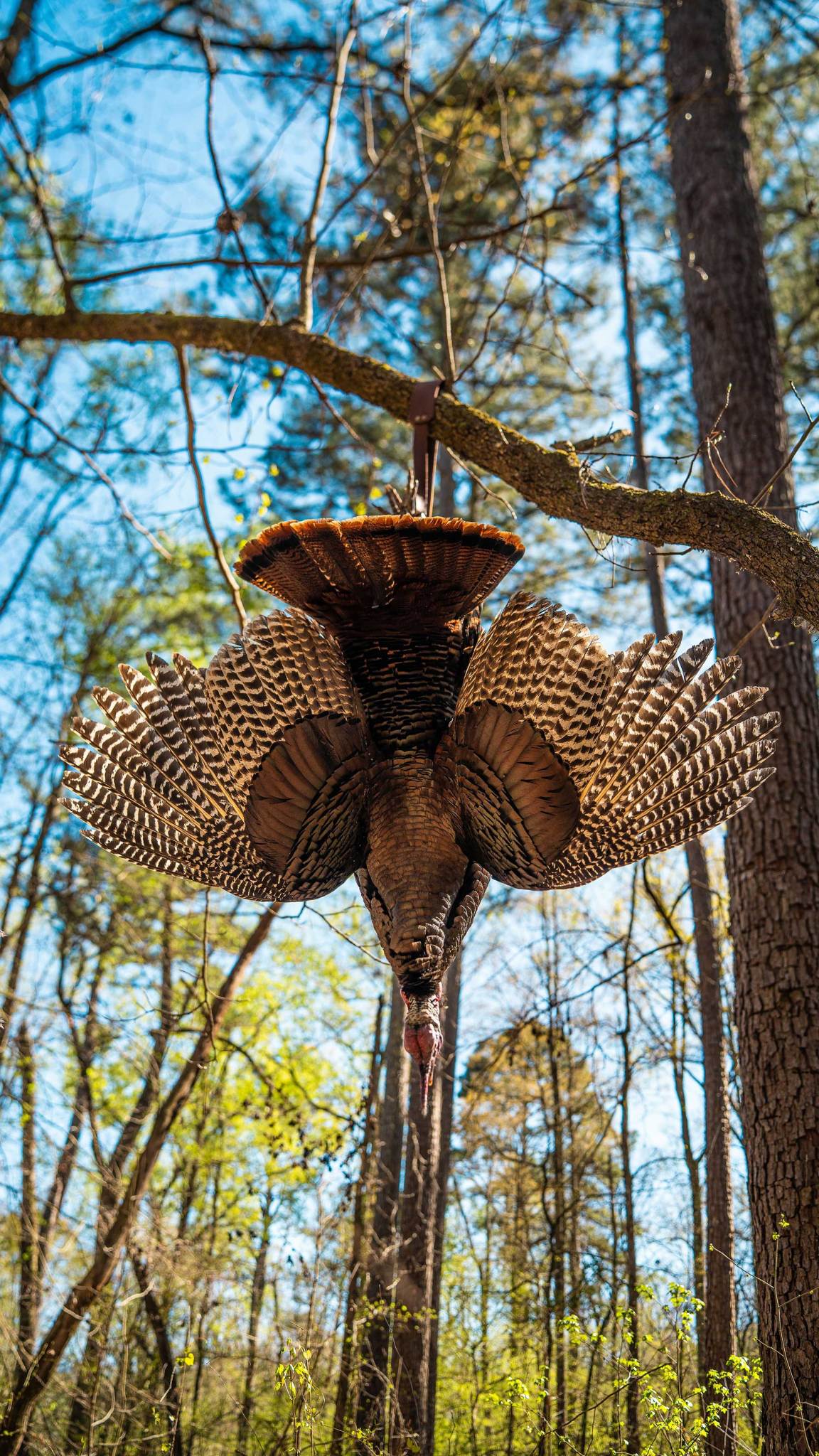 Video: Sleep In and Take Your Time When Targeting Turkeys That Won’t ...