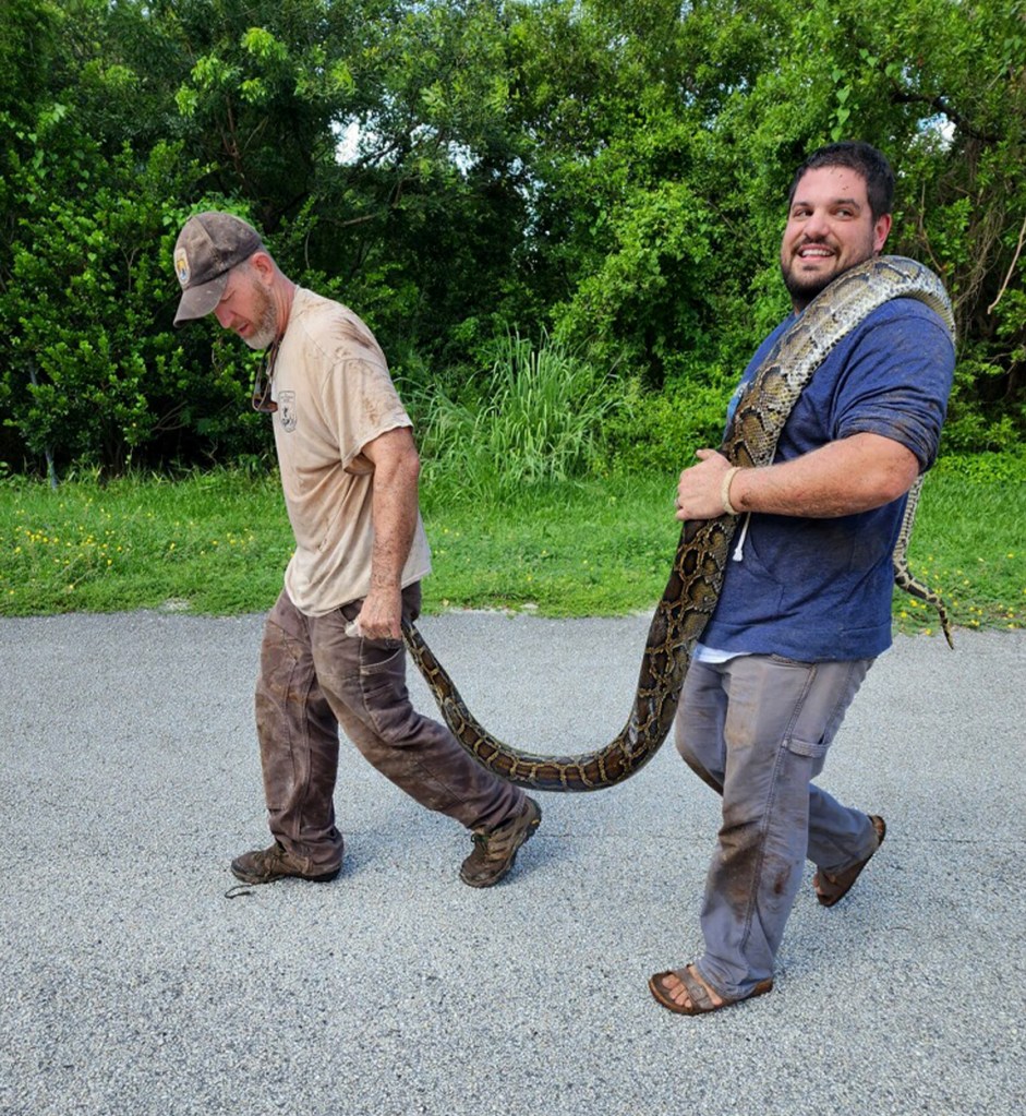 To Target Pythons, Florida Researchers Are GPS-Tracking Possums and ...