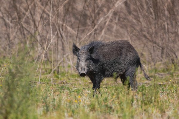 Feral Hogs Can Spread CWD. So Why Are These States Still Transporting ...