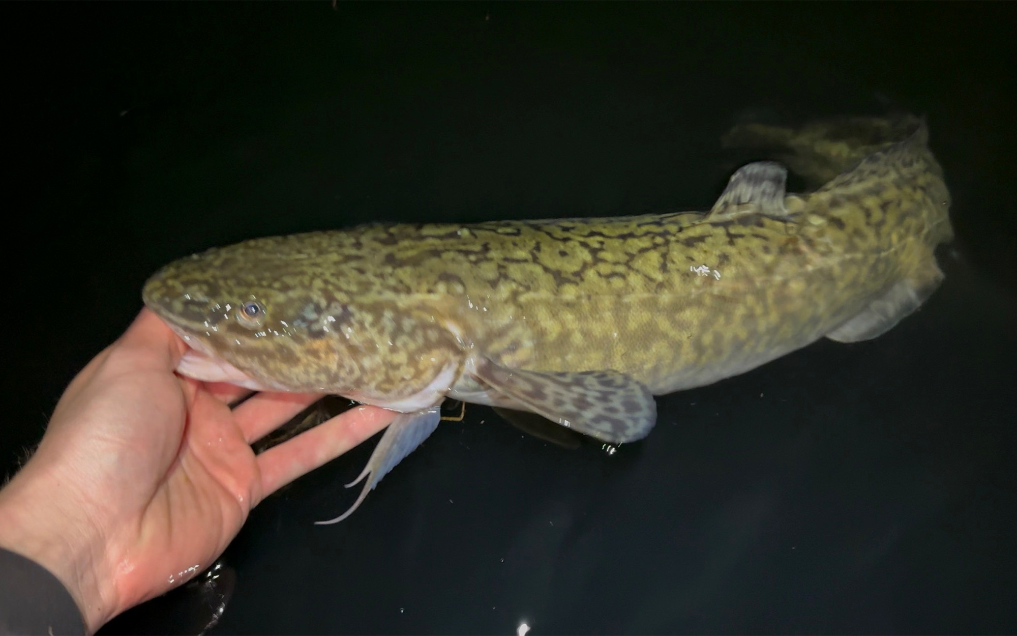 Idaho Angler Just Broke the State Record for This 'Underappreciated ...