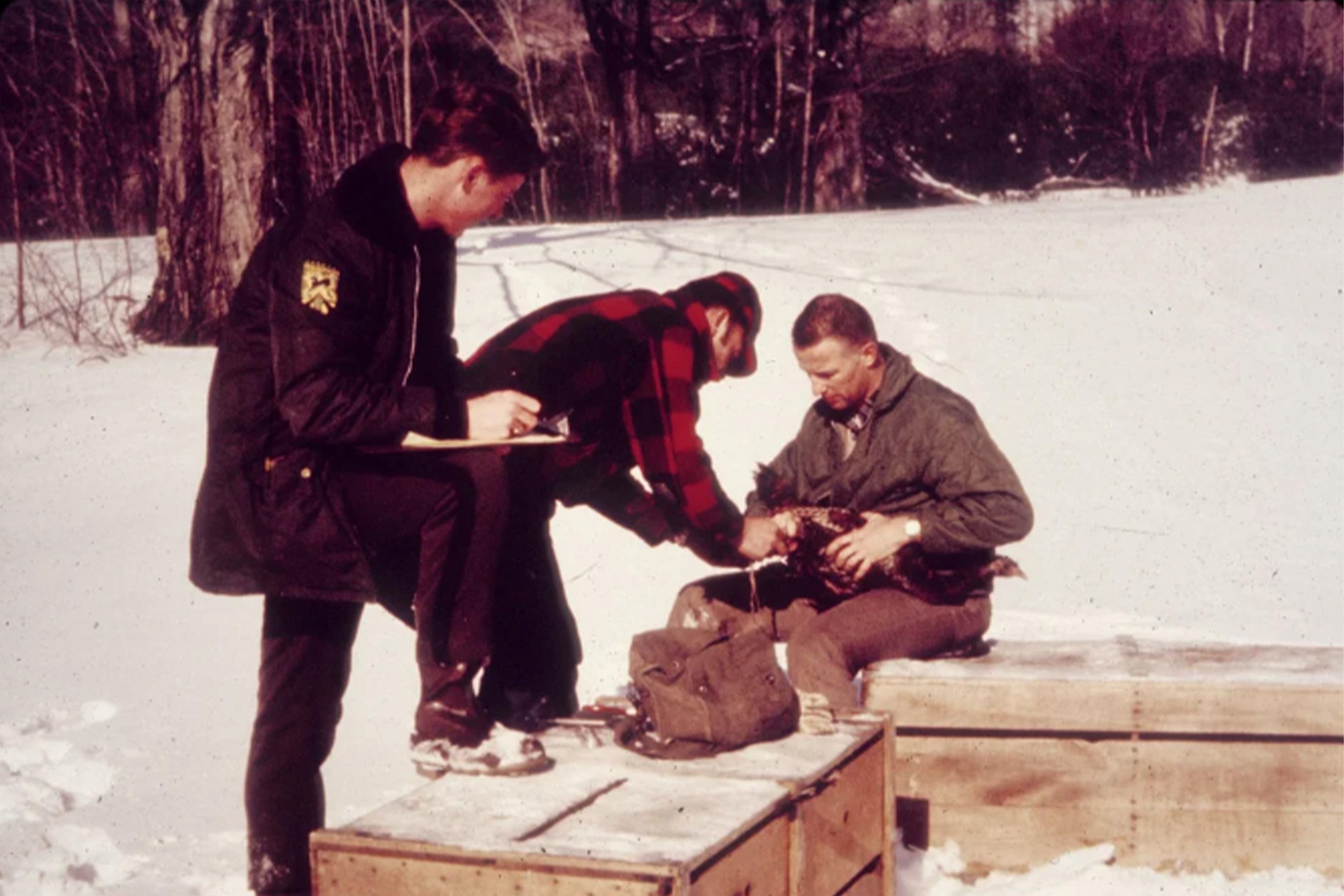 I Tagged the First Vermont Gobbler in Modern History Back in 1973 ...