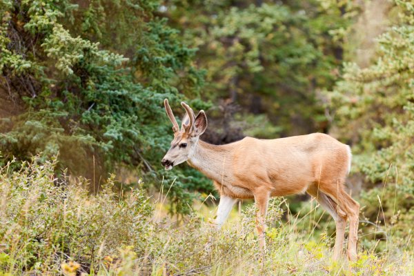 A Hunter Killed a Mule Deer in Alaska This Spring. That’s Both Good and ...