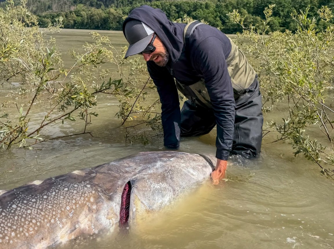 This Gigantic Sturgeon Needed Two Tape Measures and Would Have ...